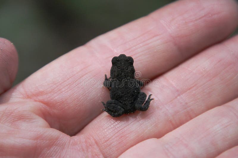 Tiny Toad in Palm of Adult Human Hand - (Bufonidae) Stock Photo - Image ...