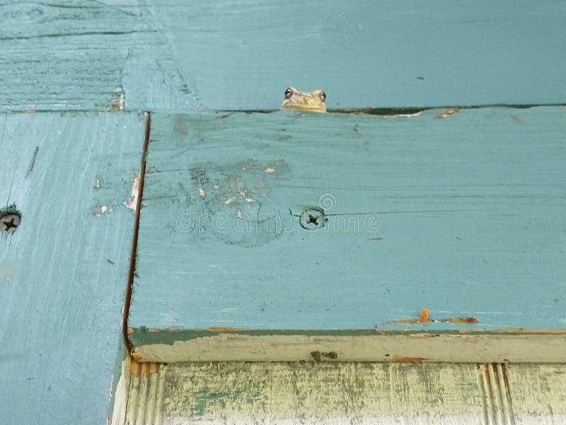 Tiny toad stock photo. Image of awaits, eyes, yards, reptile - 66437676