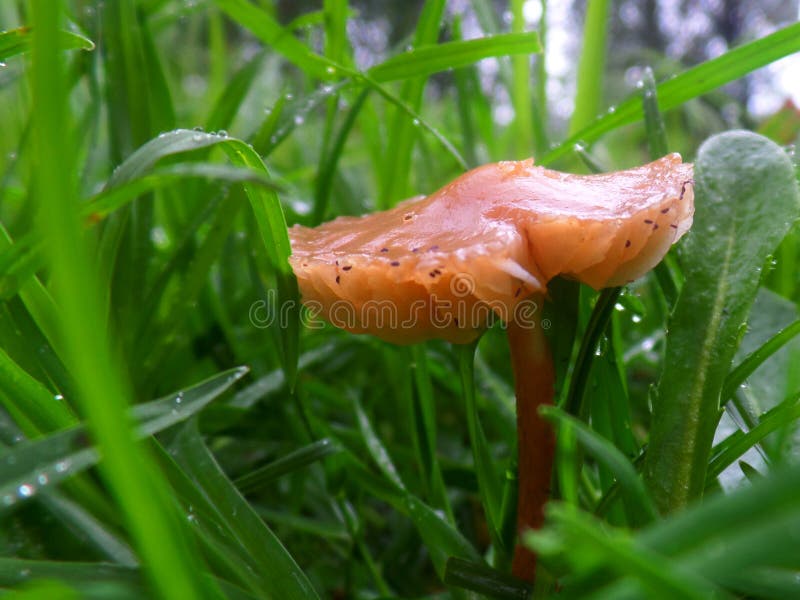 Tiny Toadstool In The Rain Picture. Image: 97381405