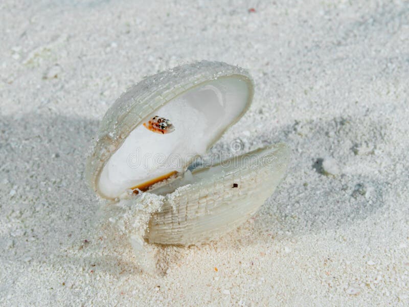 Tiny Tobaccofish Hides in an Empty Shell Stock Photo - Image of nature ...