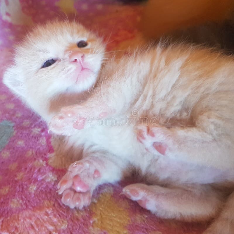 Tiny Toe Beans of Fluffy Kitten Stock Photo - Image of whiskers, skin ...