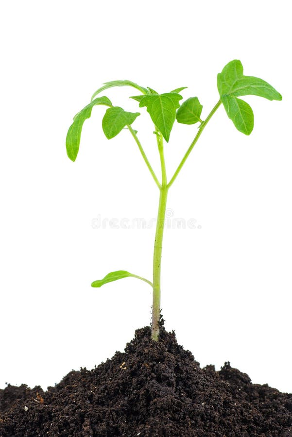 Tiny Tomato Plant Sprout Isolated on White Background Stock Image ...