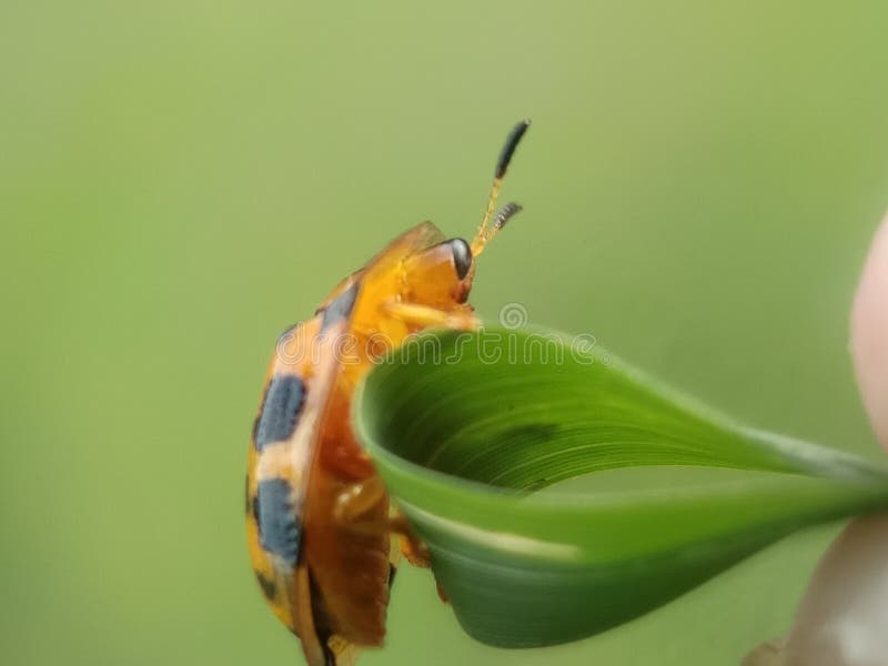 Tiny Tortoise Beetle Crawling Across Leaf, with Armored Back and ...