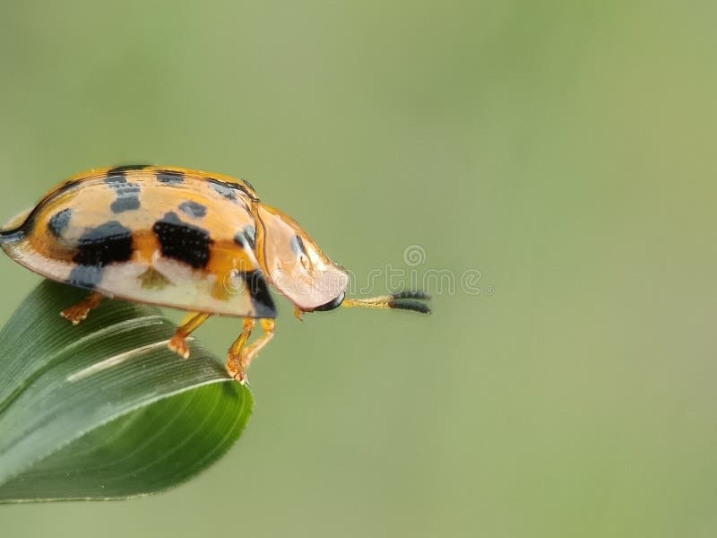 Tiny Tortoise Beetle Crawling Across Leaf, with Armored Back and ...