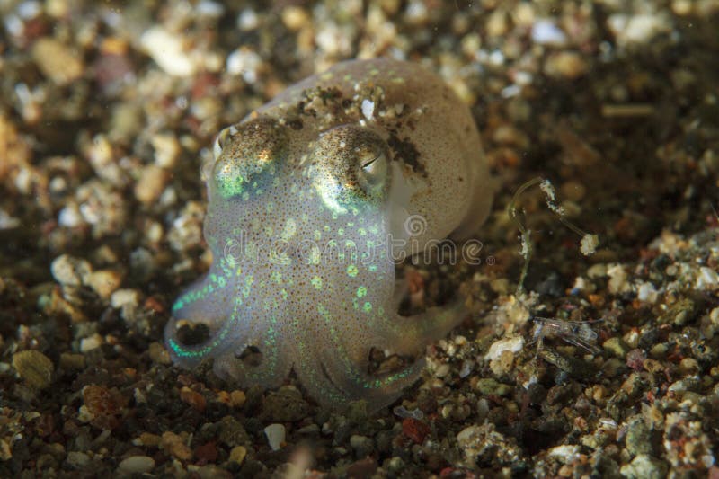 Tiny Transparent Cuttlefish, Trying To Camouflage Itself on the Sandy ...
