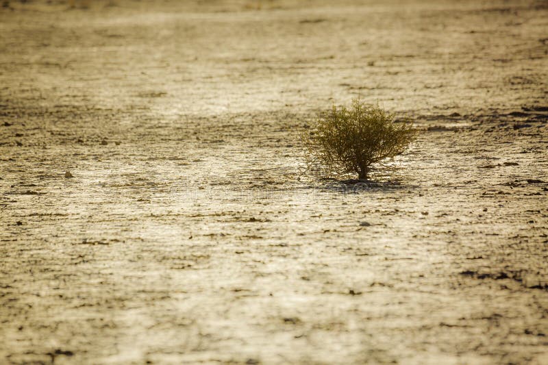 Tiny Tree in Dry Nossob Riverbed Stock Photo - Image of africa ...