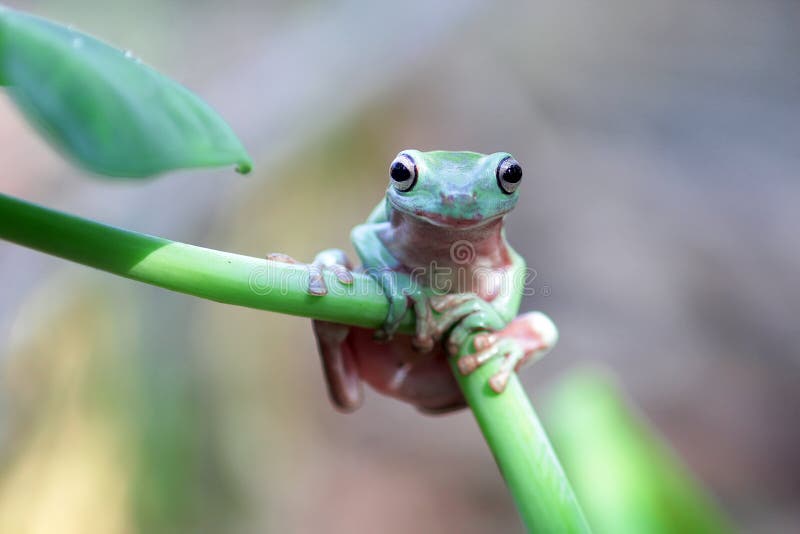 Cute Tree Frogs