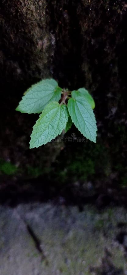 Tiny Tree Grows Wild stock image. Image of macro, tree - 262720141
