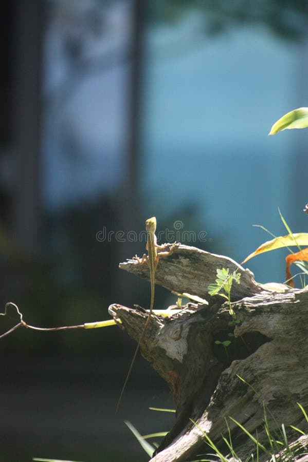 A Tiny Tree Lizard Hanging on the Broken Wood in the Natural Garden ...