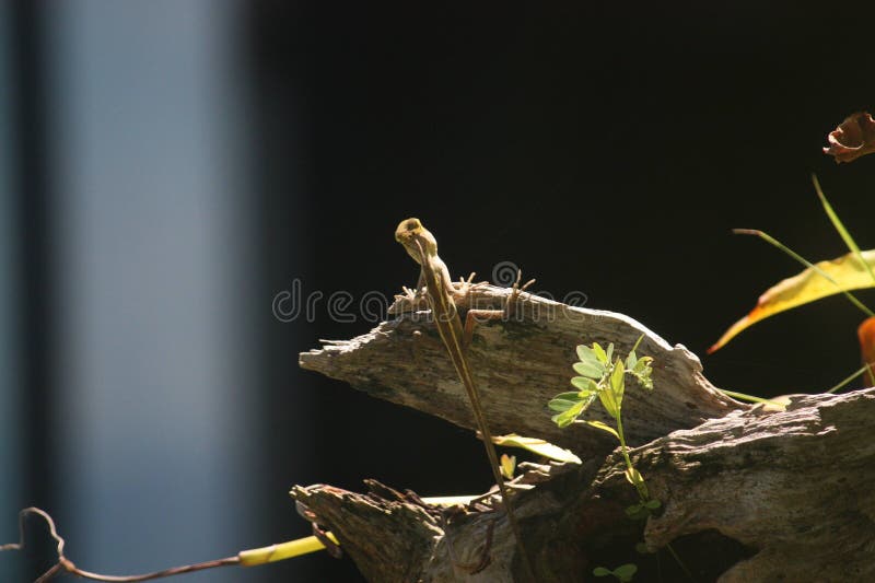 A Tiny Tree Lizard Hanging on the Broken Wood in the Natural Garden ...