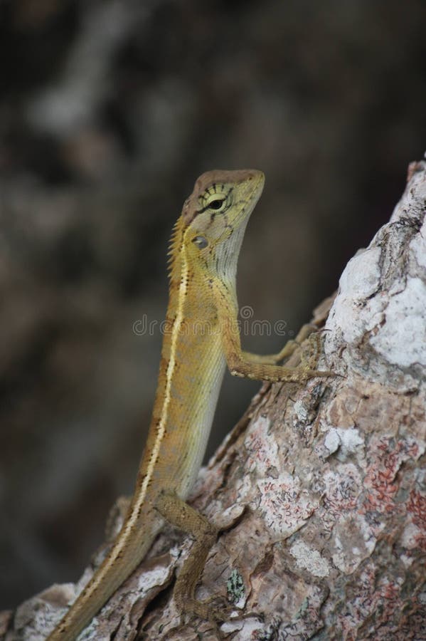 A Tiny Tree Lizard Hanging on the Leelawadee Tree. Stock Photo - Image ...