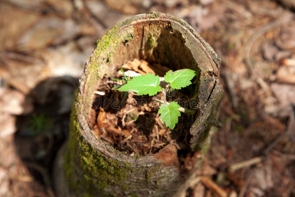 Tiny tree sprouting stock image. Image of ground, cultivate - 158460495