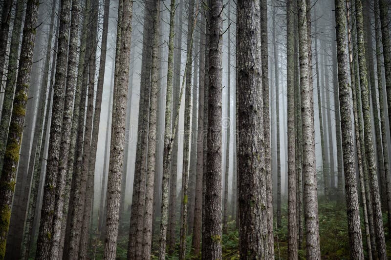 Tiny Tree Trunks in a Mysterious, Foggy Forest Stock Image - Image of ...