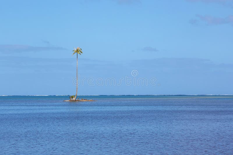 Tiny Tropical Island with a Single Palm Tree Stock Image - Image of ...