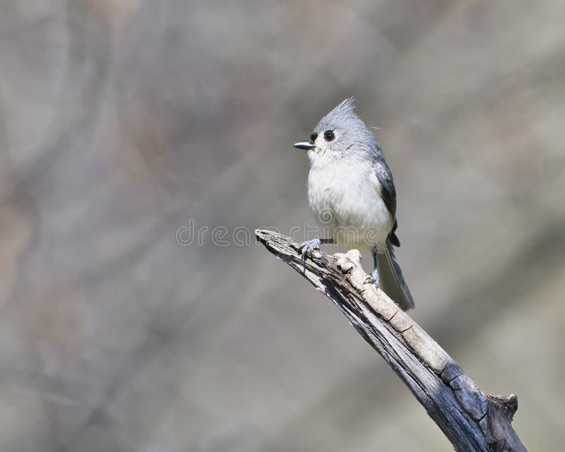 Tiny Tufted Titmouse Bird Perches on a Fractured Tree Limb in the Woods ...