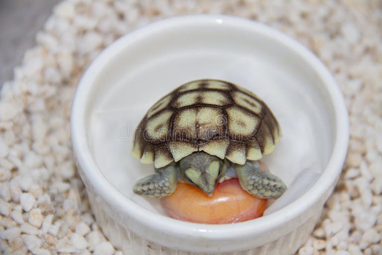Tiny Turtle Emerging â€“ Birth of a Reptile Stock Photo - Image of ...
