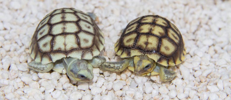 Tiny Turtle Emerging â€“ Birth of a Reptile Stock Photo - Image of ...