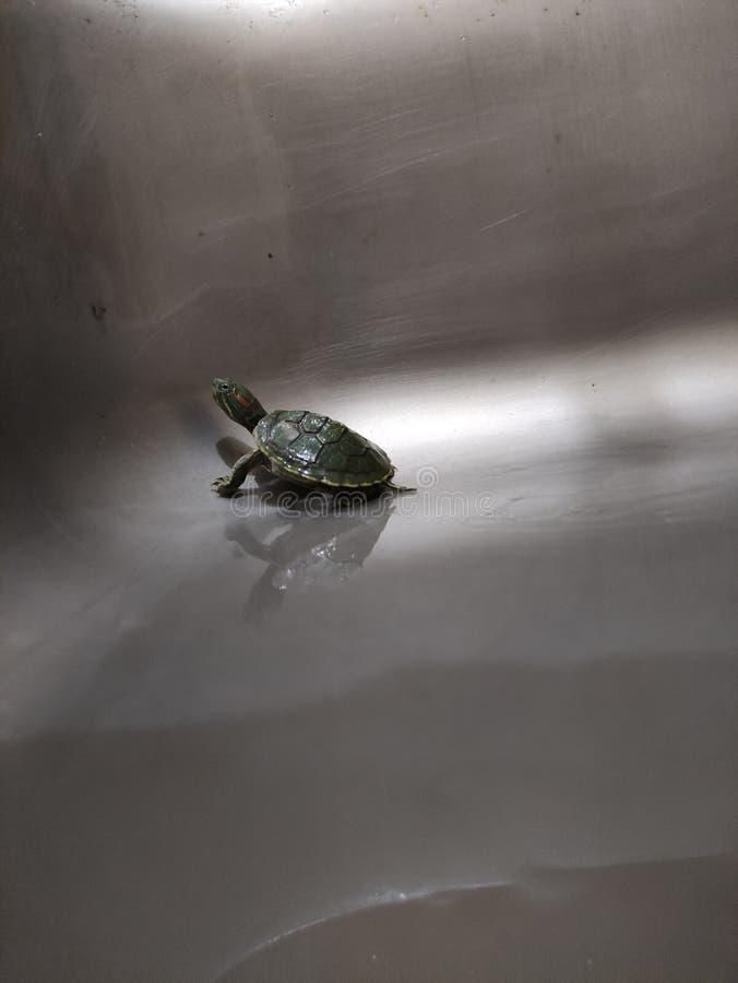 Tiny Turtle Making a Sad Expression while Looking at the Light Stock ...