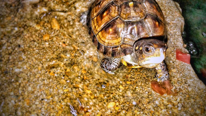 Tiny Turtle stock image. Image of small, habitat, turtle - 84822357