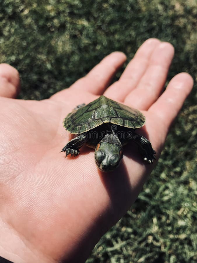 Tiny Turtle Resting on an Open Palm in Sunlight Outdoors Stock Image ...
