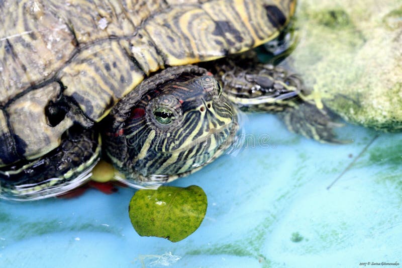 Tiny Turtle Swimming with Fruit and a Leaf on Its Shell Stock Image ...