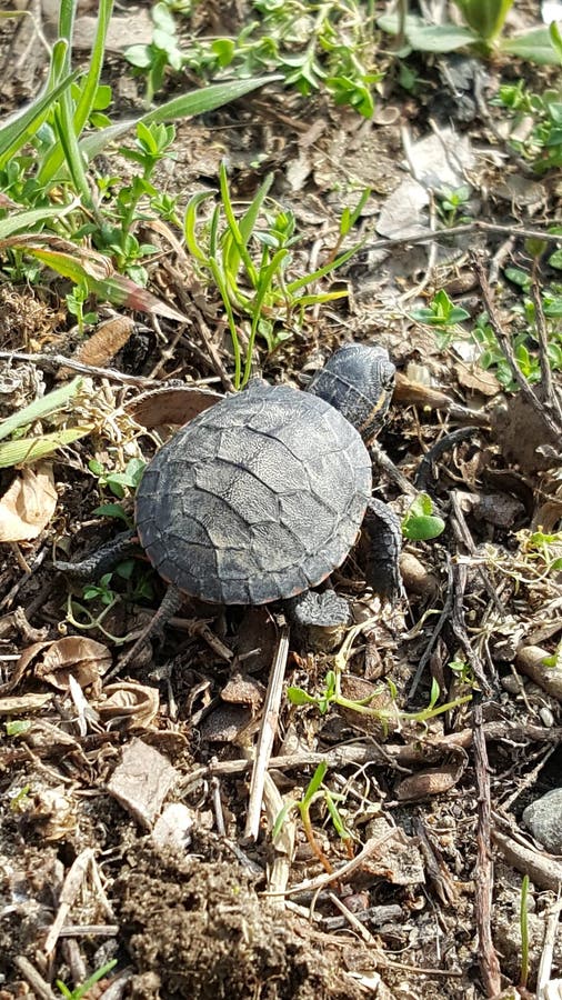 Turtle Textures stock photo. Image of turtle, reptile - 94532366