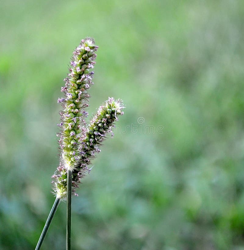 150 Fuzzy Weeds Stock Photos - Free & Royalty-Free Stock Photos from ...