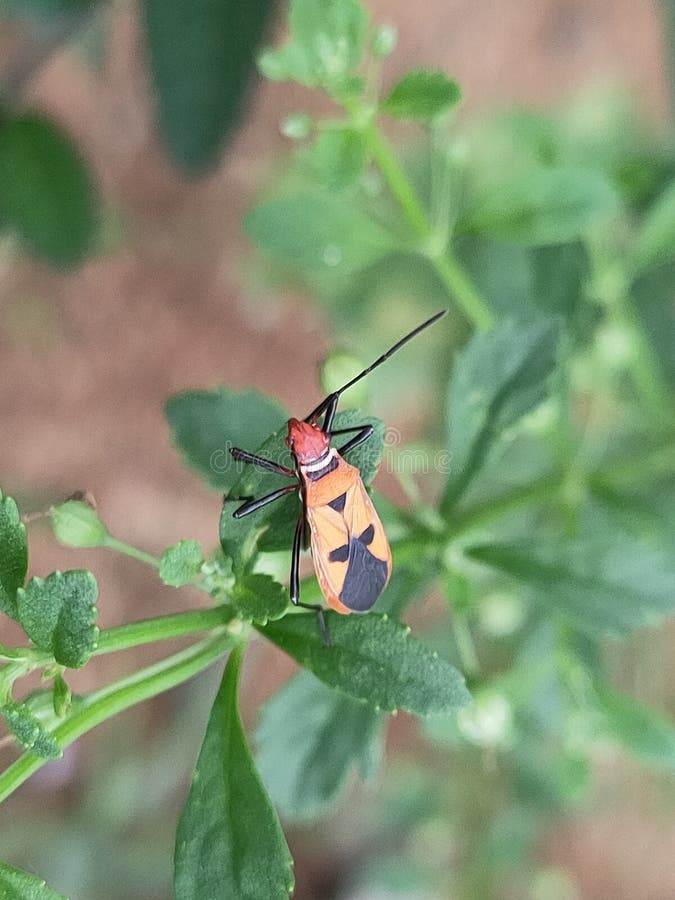 A tiny unknown insect stock image. Image of farms, jungle - 271004033