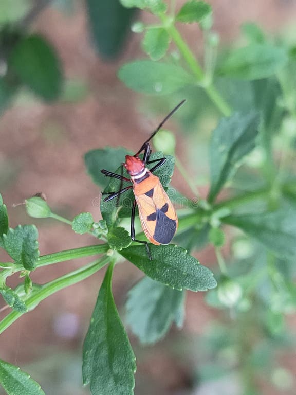 A tiny unknown insect stock image. Image of cute, farm - 271004189