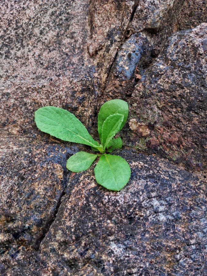 A Tiny Unknown Plant Who Lived in a Gap of Rocks. Focus, Detail, High ...