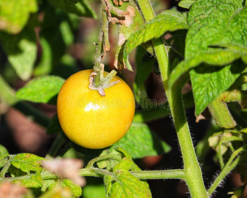 Unripe Tomato stock image. Image of growing, unripened - 113691537
