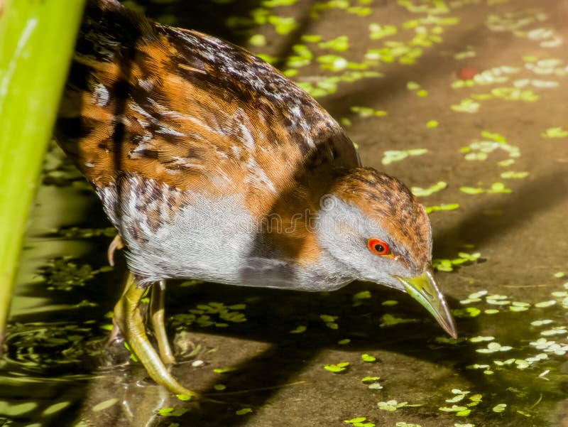Baillon S Crake in Queensland Australia Stock Photo - Image of bird ...