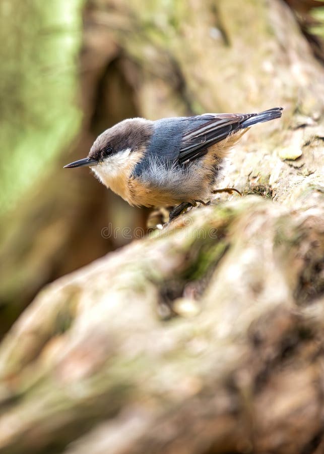 Pygmy Nuthatch (Sitta Pygmaea) in North America Stock Photo - Image of ...
