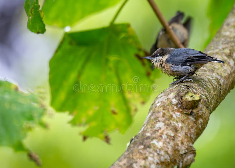 Pygmy Nuthatch (Sitta Pygmaea) in North America Stock Image - Image of ...