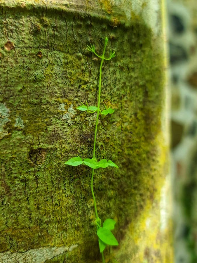 Tiny vine climbing up tree stock image. Image of tiny - 200842191
