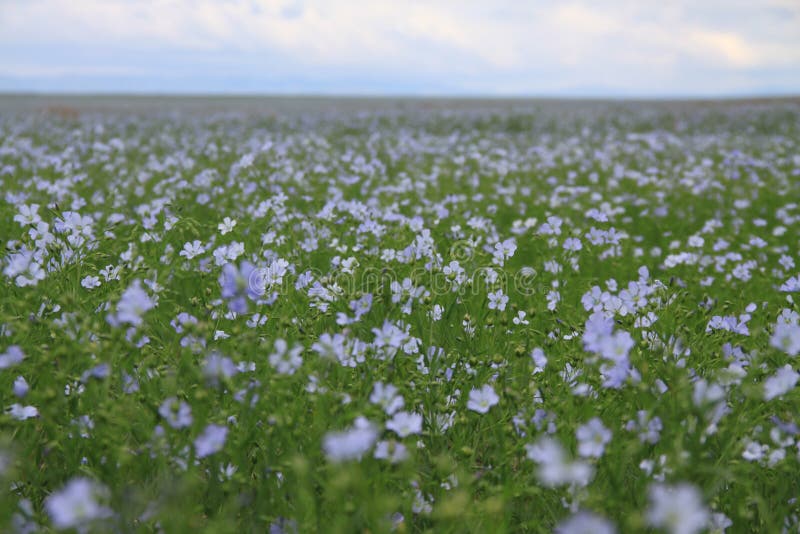 Tiny Viola Flowers Summer Field Stock Image - Image of date, flowers ...