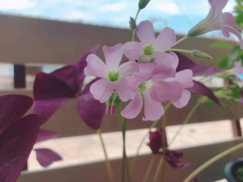 Tiny violet flower stock image. Image of flower, lovely - 177497025