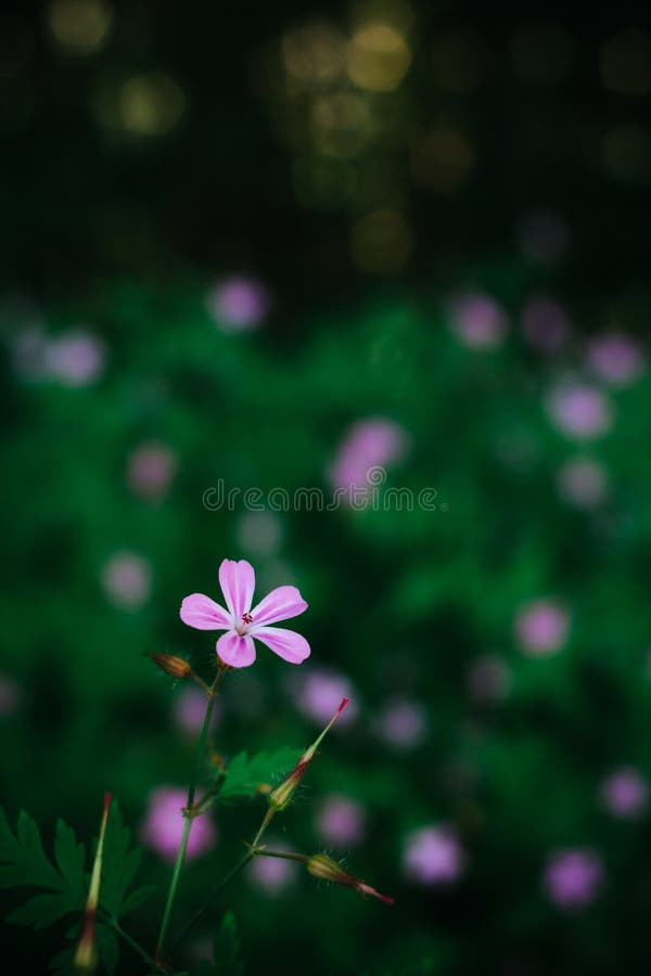 Tiny Violet Forest Blooms in Macro Focus Surrounded by Green Leaves ...