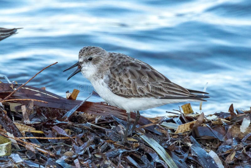 Red-necked Stint in South Australia Stock Photo - Image of native ...