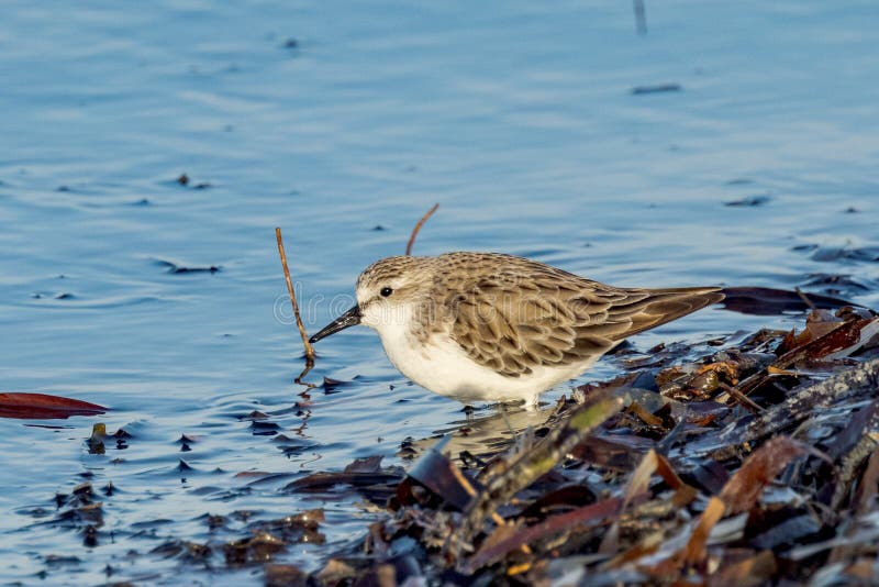 Red-necked Stint in South Australia Stock Image - Image of close ...