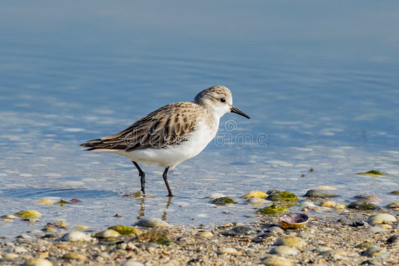 Red-necked Stint in South Australia Stock Image - Image of close ...
