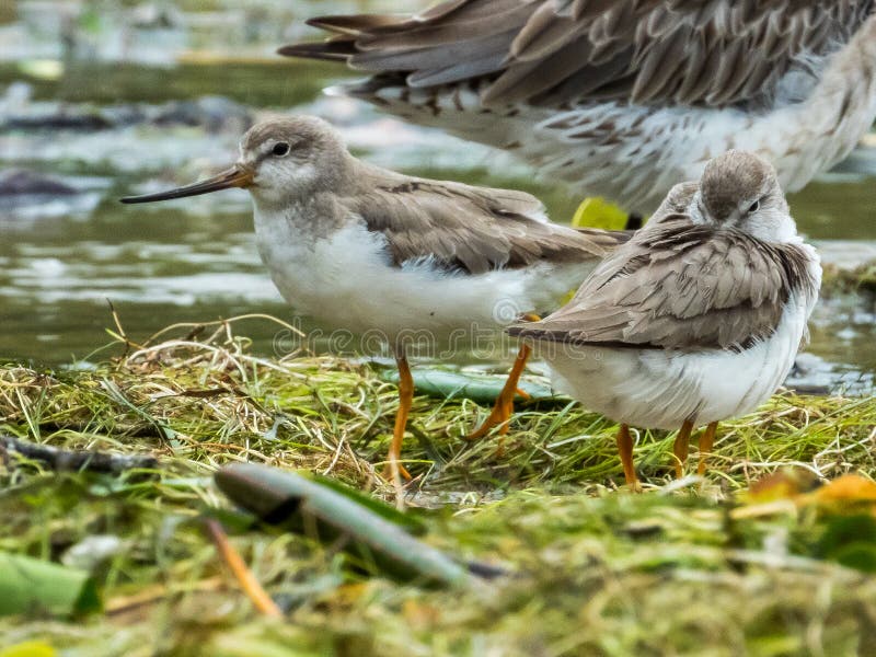 Terek Sandpiper in Queensland Australia Stock Photo - Image of ...