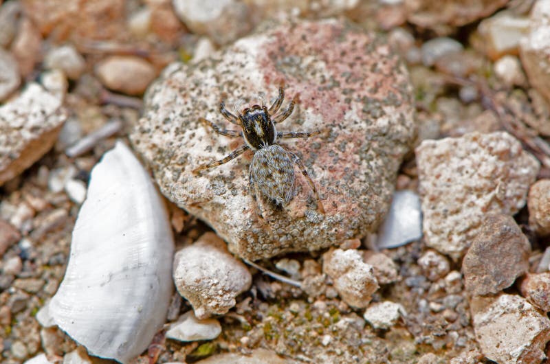 That tiny bug in the wall stock image. Image of rock - 136189475