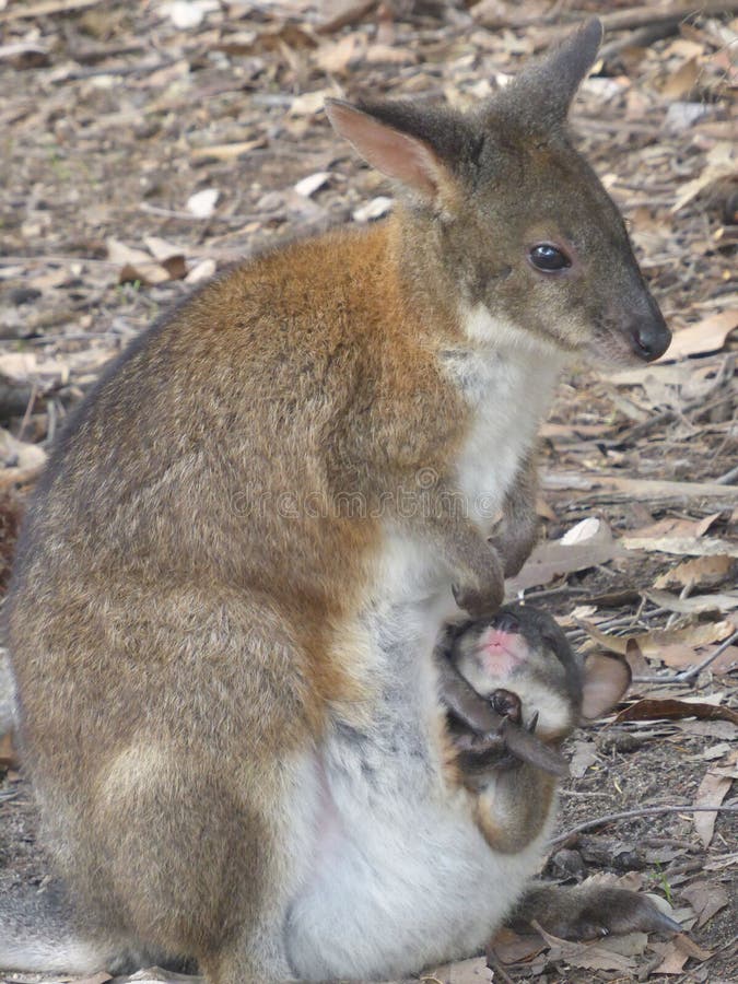 Wallaby with a Joey in Pouch Stock Image - Image of wilderness, cute: 255003725