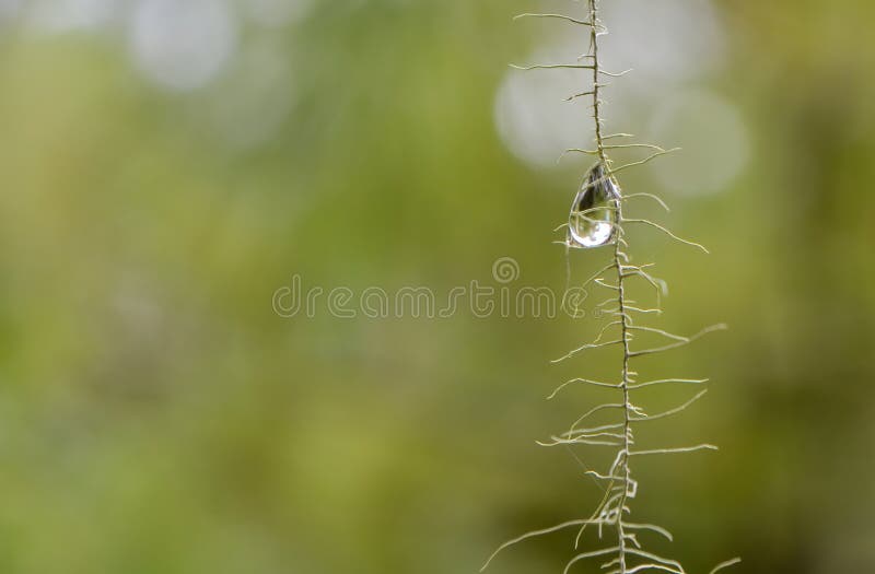 Tiny water droplet stock photo. Image of nature, water - 311593748