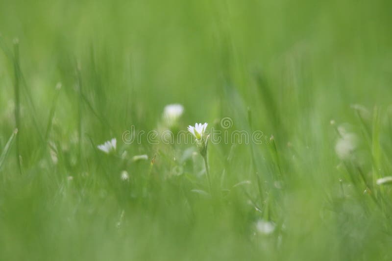 Tiny White Chickweed Flowers Growing in a Green Lawn in Summer Stock ...