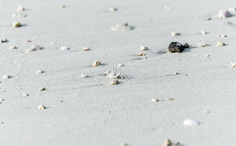 Tiny White Crab on Sand of Maldives Stock Photo - Image of shore ...
