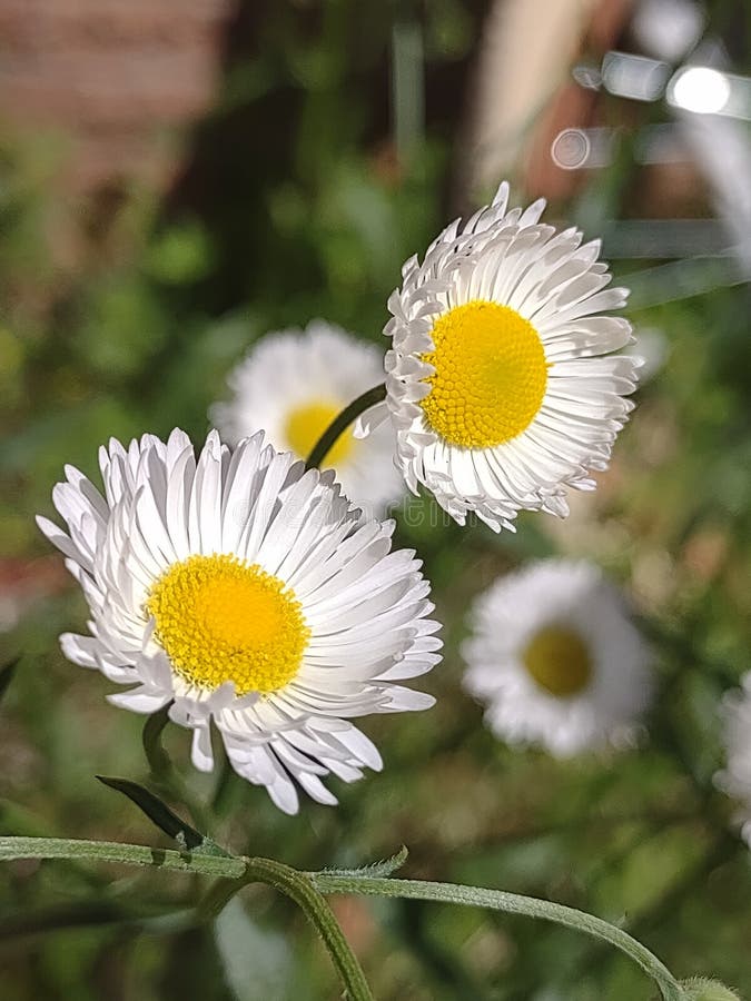 Tiny white daisies stock image. Image of plant, nature - 219148369