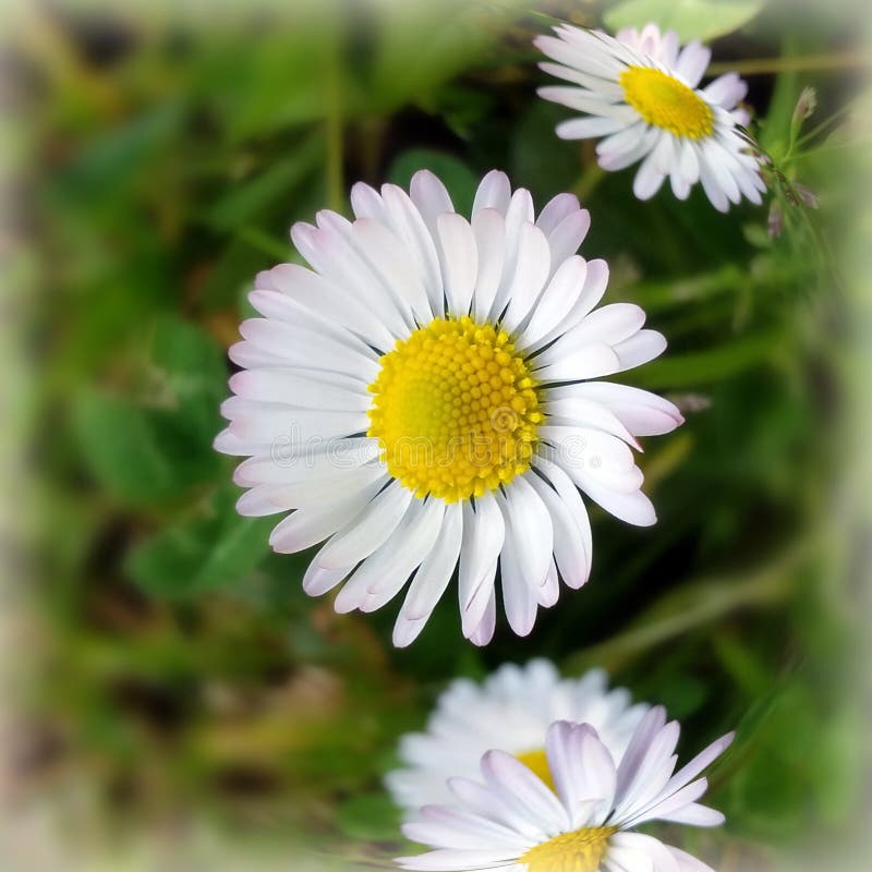 Tiny white daisies stock image. Image of white, green - 91453127