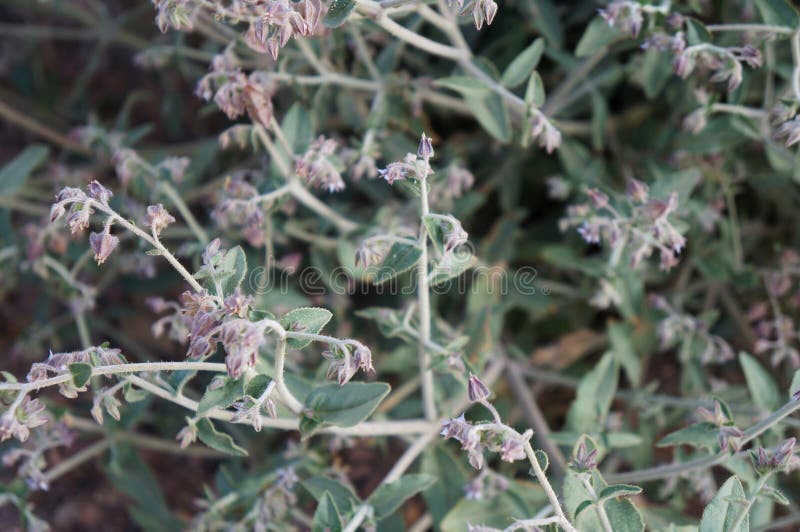 Tiny White Desert Flowers in Bloom Stock Photo - Image of mitzpe, hill ...